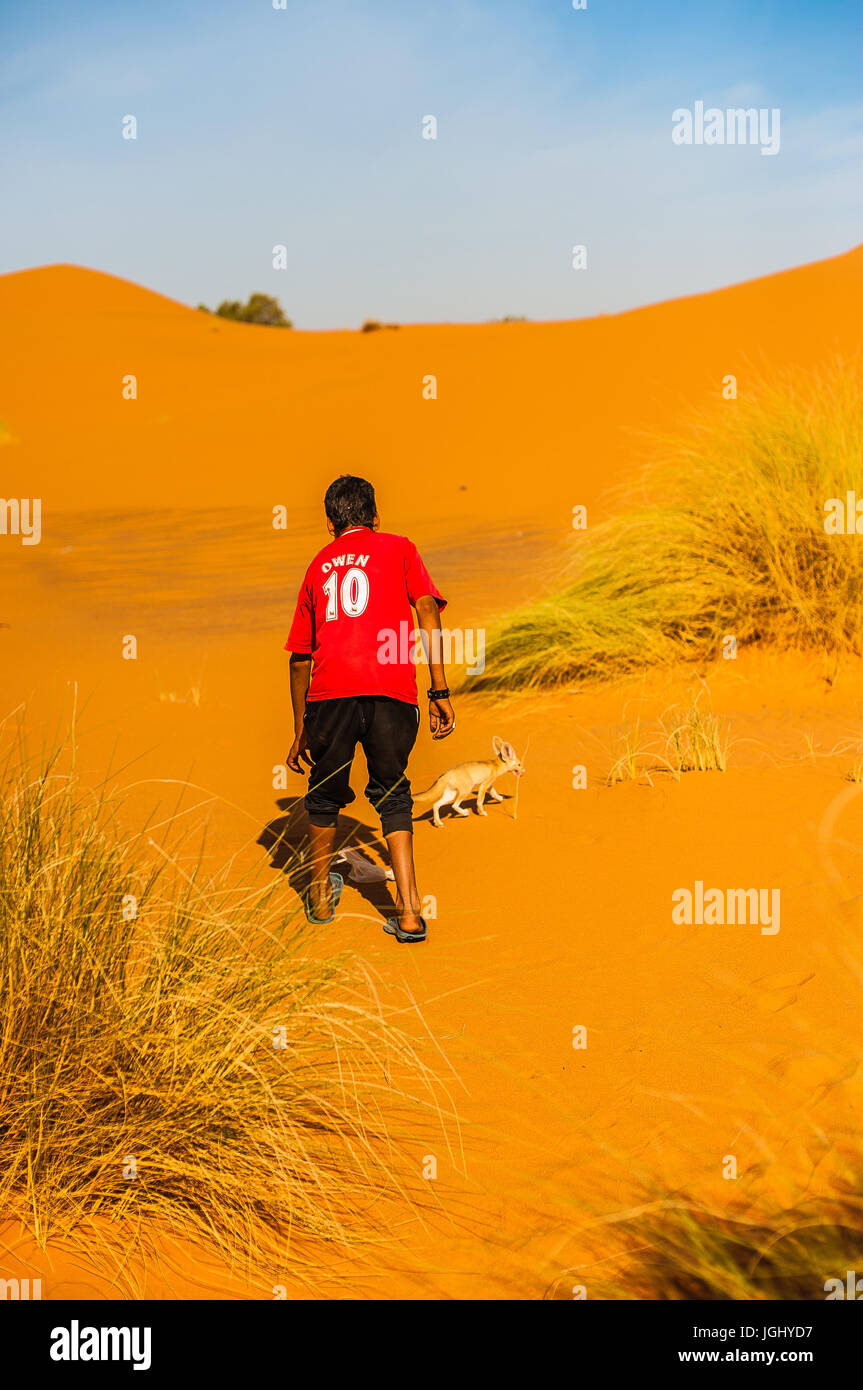 The boy is trying to catch a fox desert ( Fennec) in Merzouga desert in ...