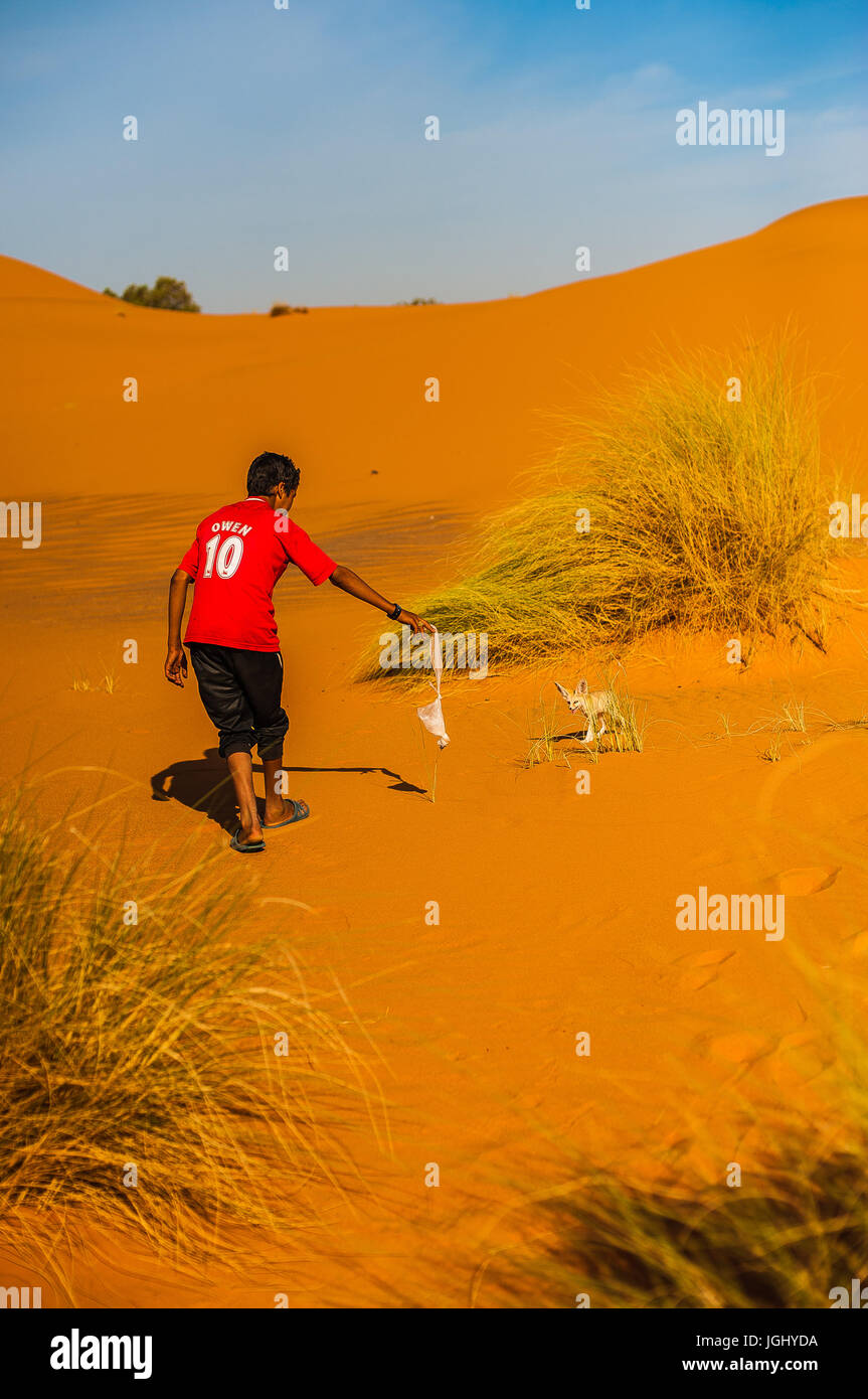 The boy is trying to catch a fox desert ( Fennec) in Merzouga desert in ...