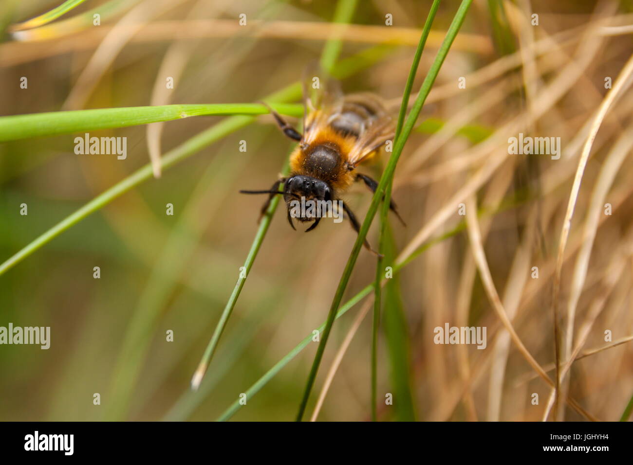 A Bee crawls along some blades of grass Stock Photo - Alamy