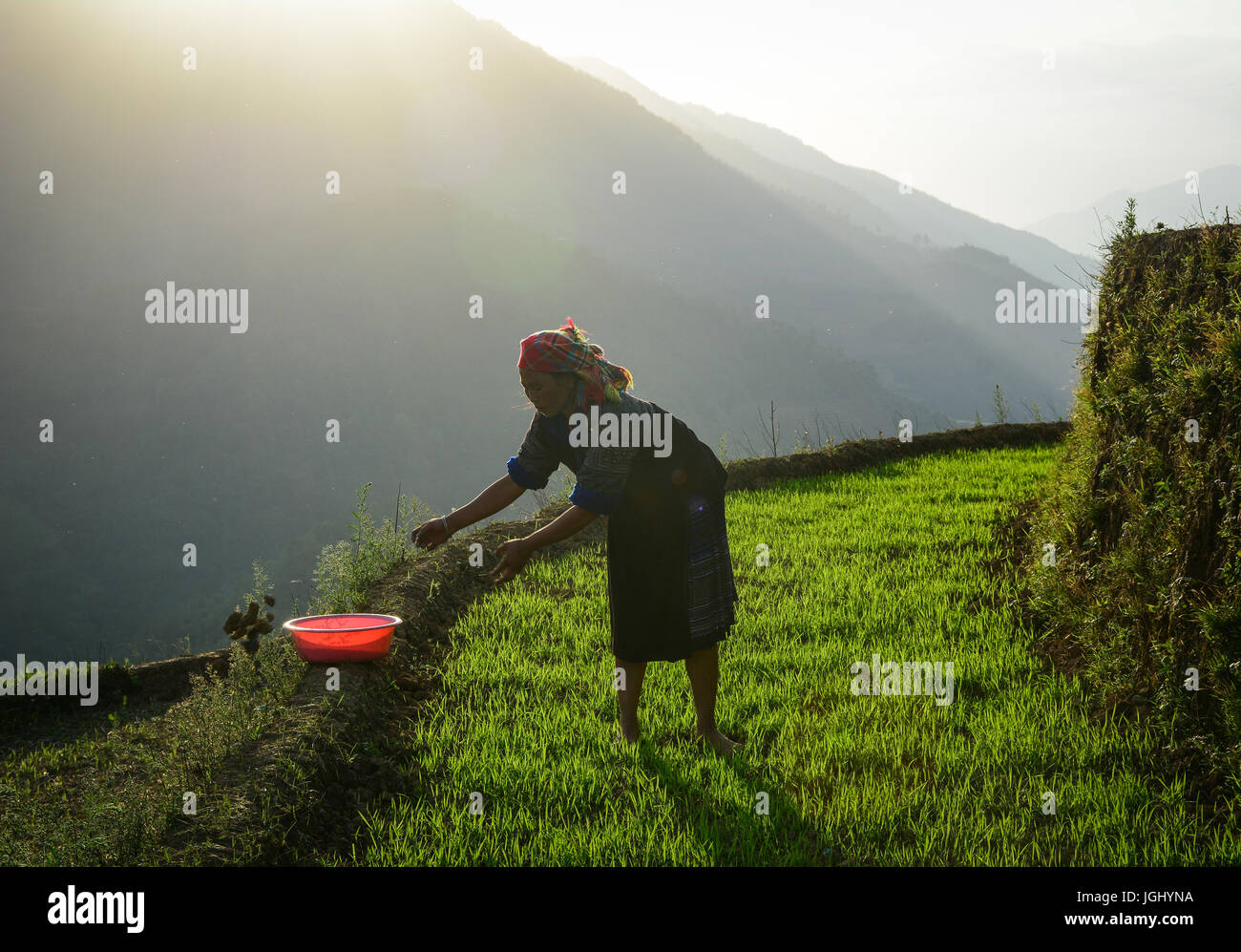 Sapa, Vietnam - May 28, 2016. A Hmong woman working on terraced rice ...