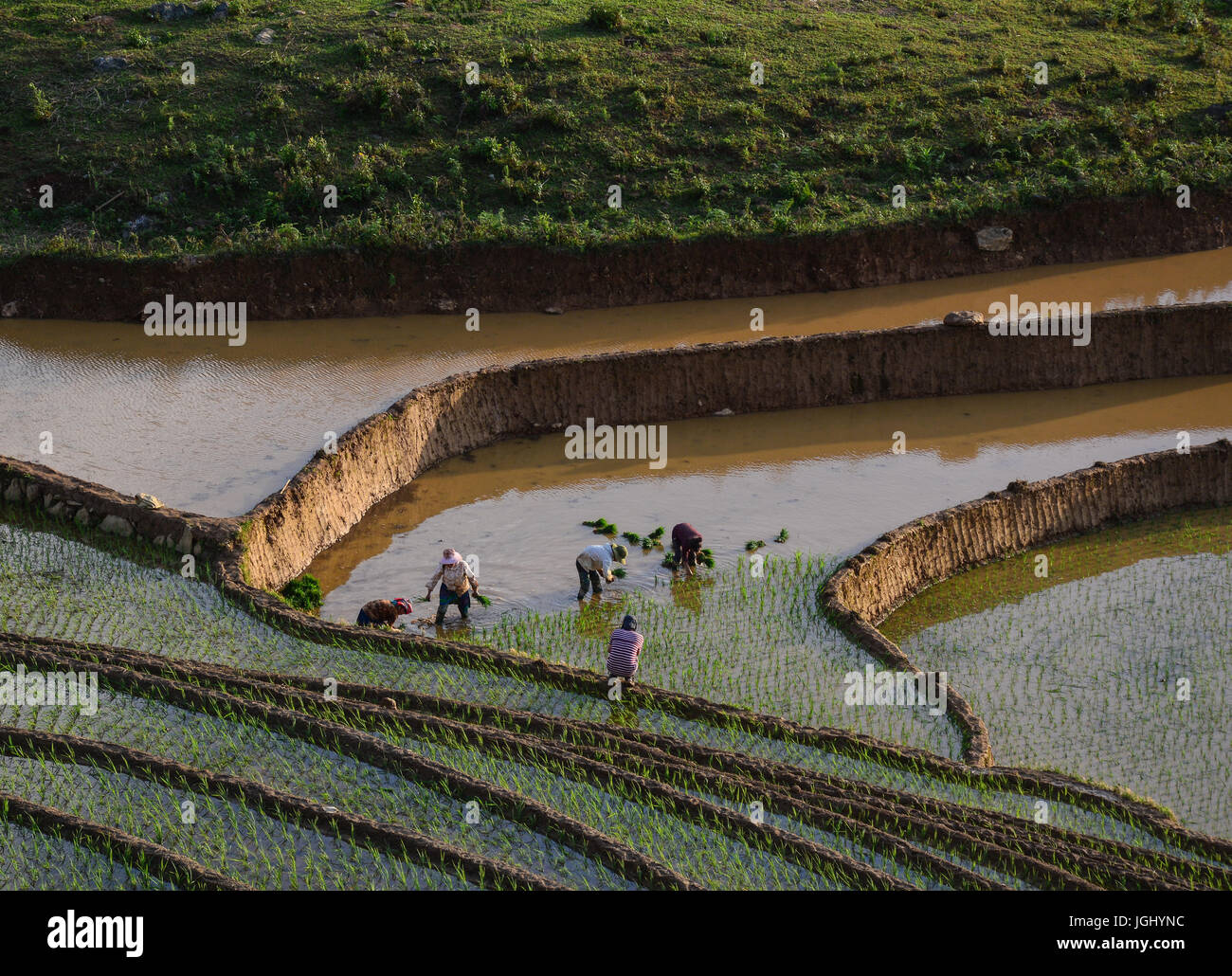 Hmong people working on terraced rice field in Sapa, Vietnam. Sapa is a ...