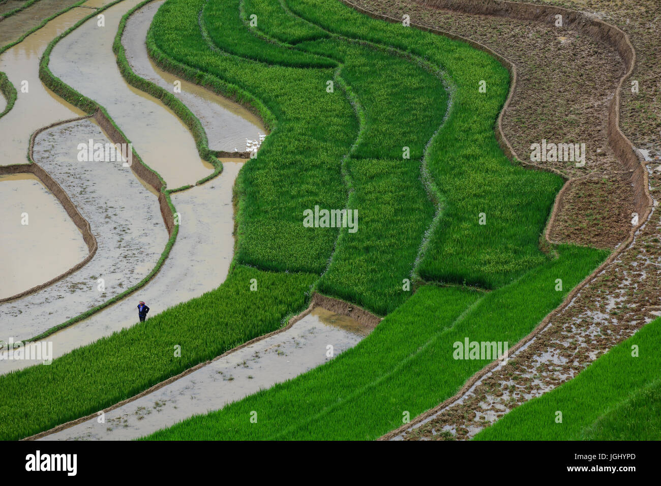 A Hmong woman standing on terraced rice field at summer in Mu Cang Chai ...