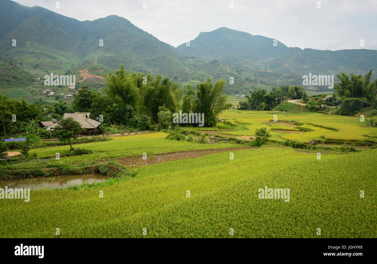Small houses with terraced rice field at summer in Northern Vietnam ...