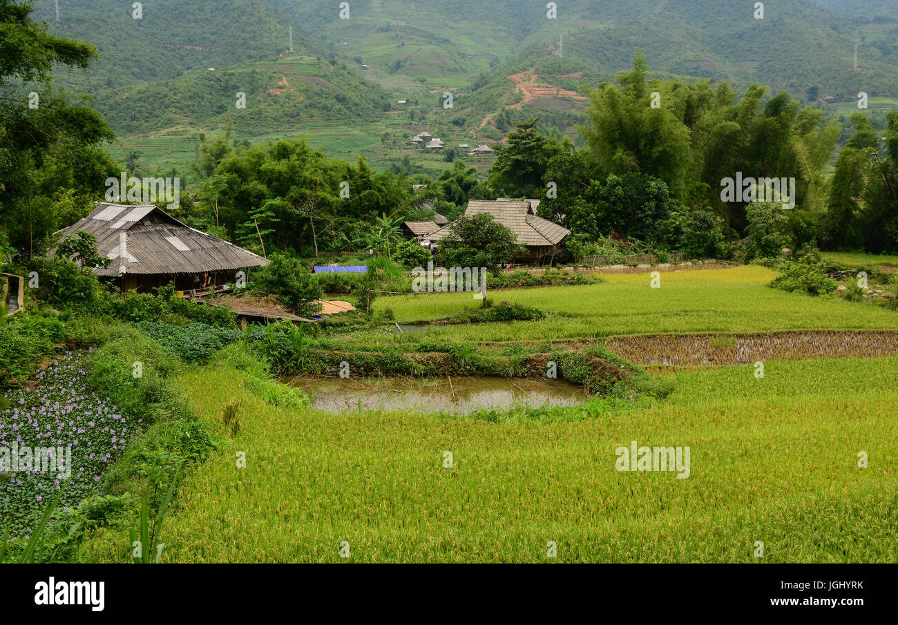 Small Hmong village with terraced rice field at summer in Northern ...