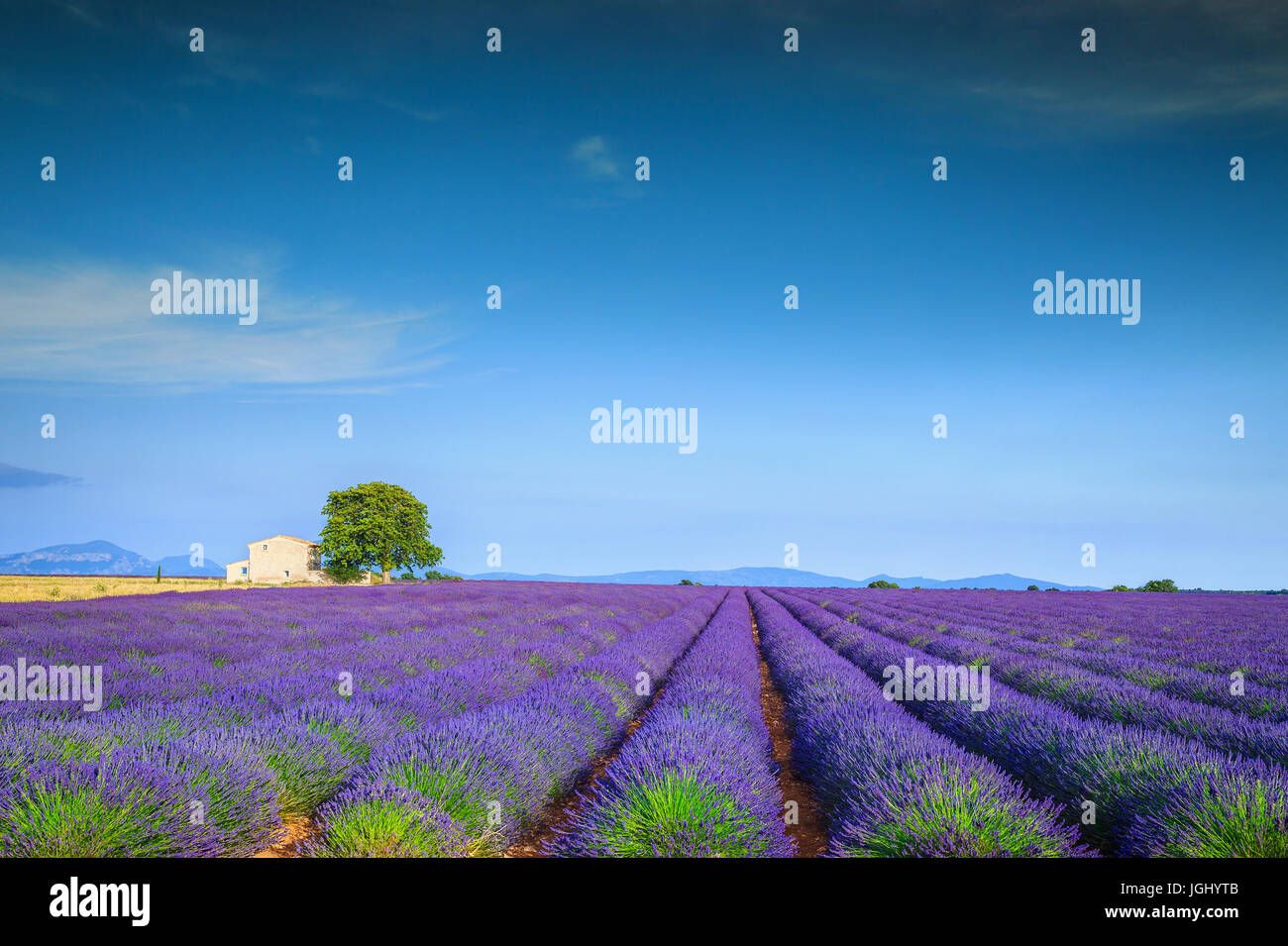 Stunning violet lavender fields near Valensole village, Provence region, France, Europe Stock ...