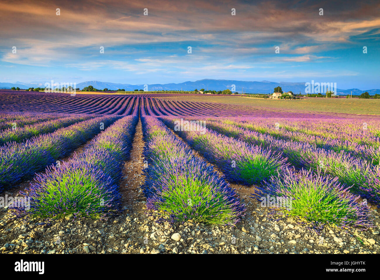 Amazing violet lavender fields near Valensole village, Provence region, France, Europe Stock ...