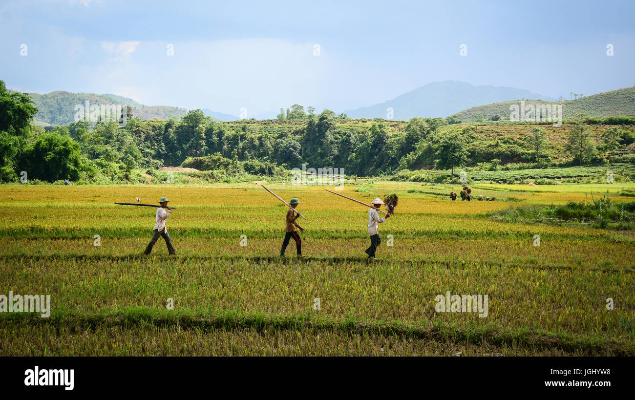 Hoa Binh, Vietnam - May 29, 2016. People working on the rice field in ...
