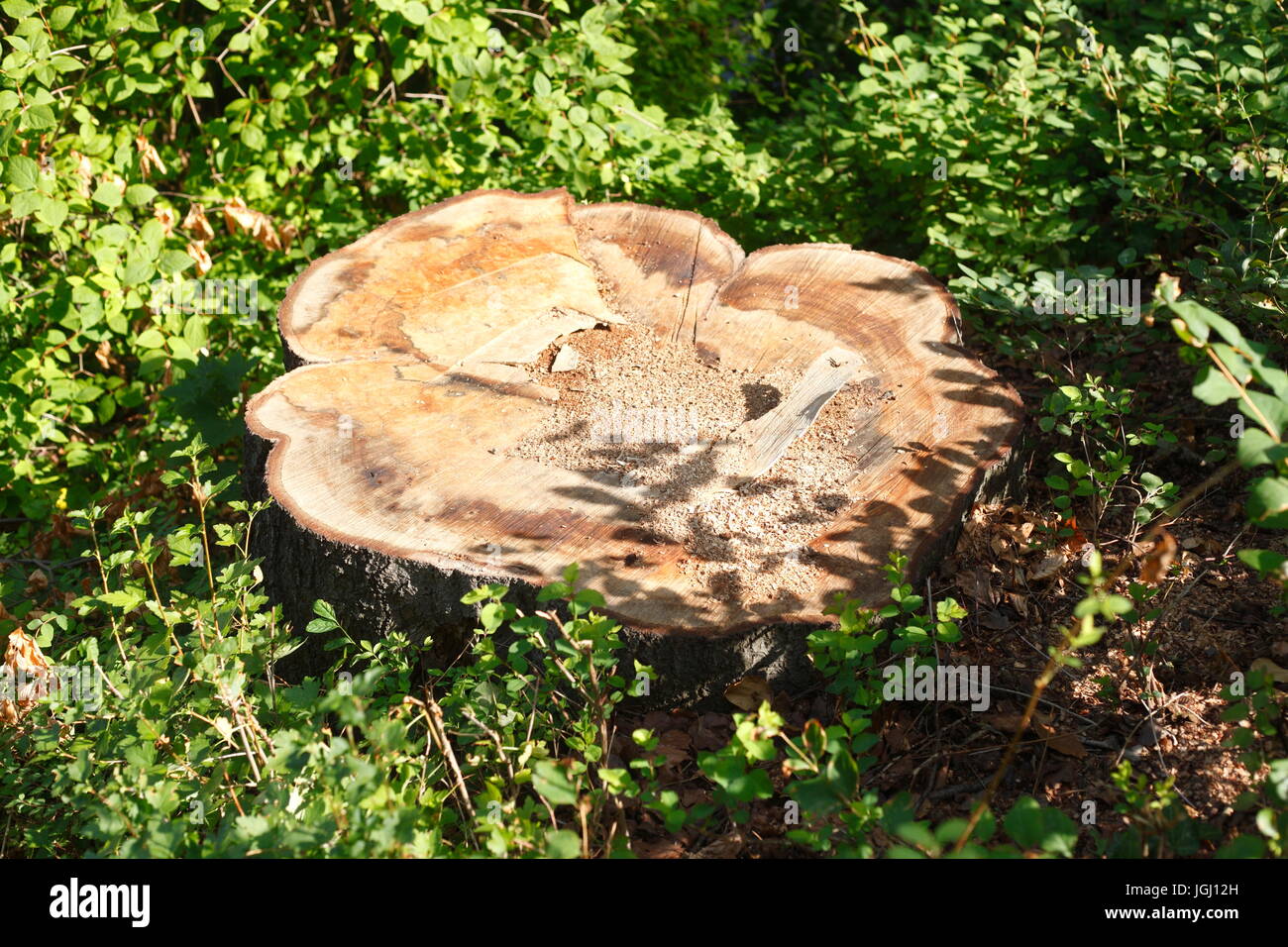 tree stump in aforest Stock Photo - Alamy