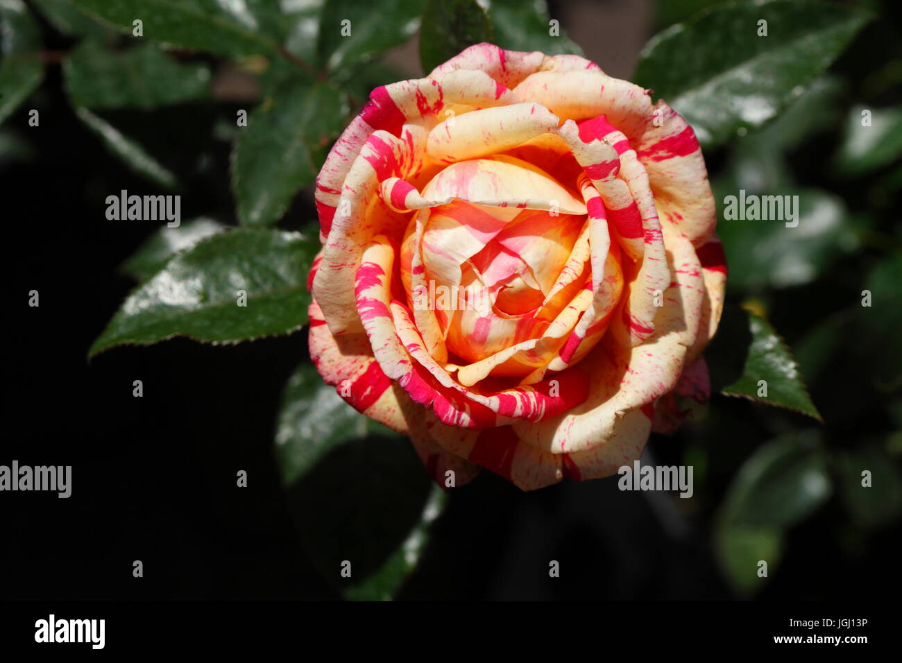 French perfume rose hi-res stock photography and images - Alamy