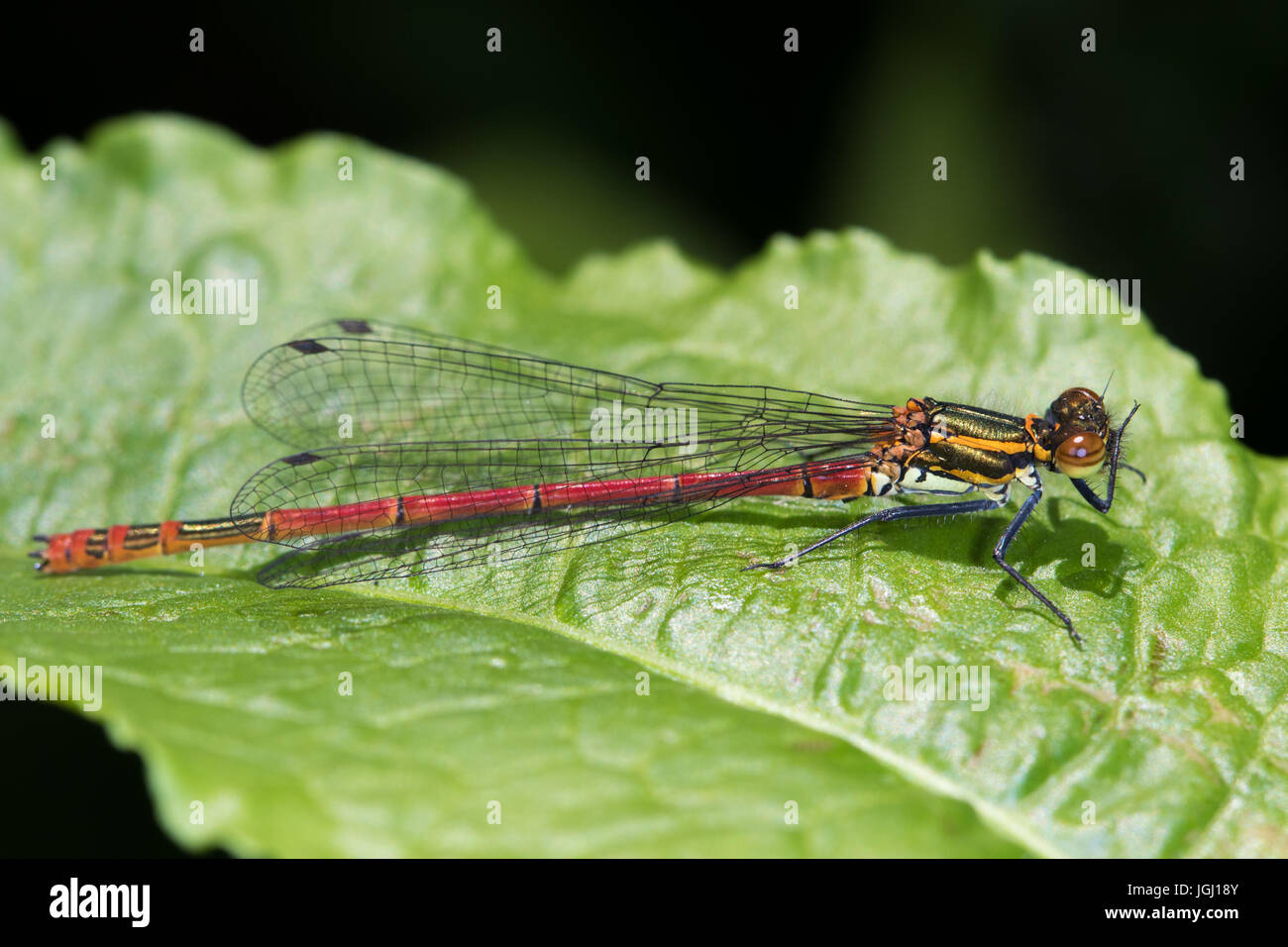 Large Red Damselfly (Pyrrhosoma nymphula Stock Photo - Alamy