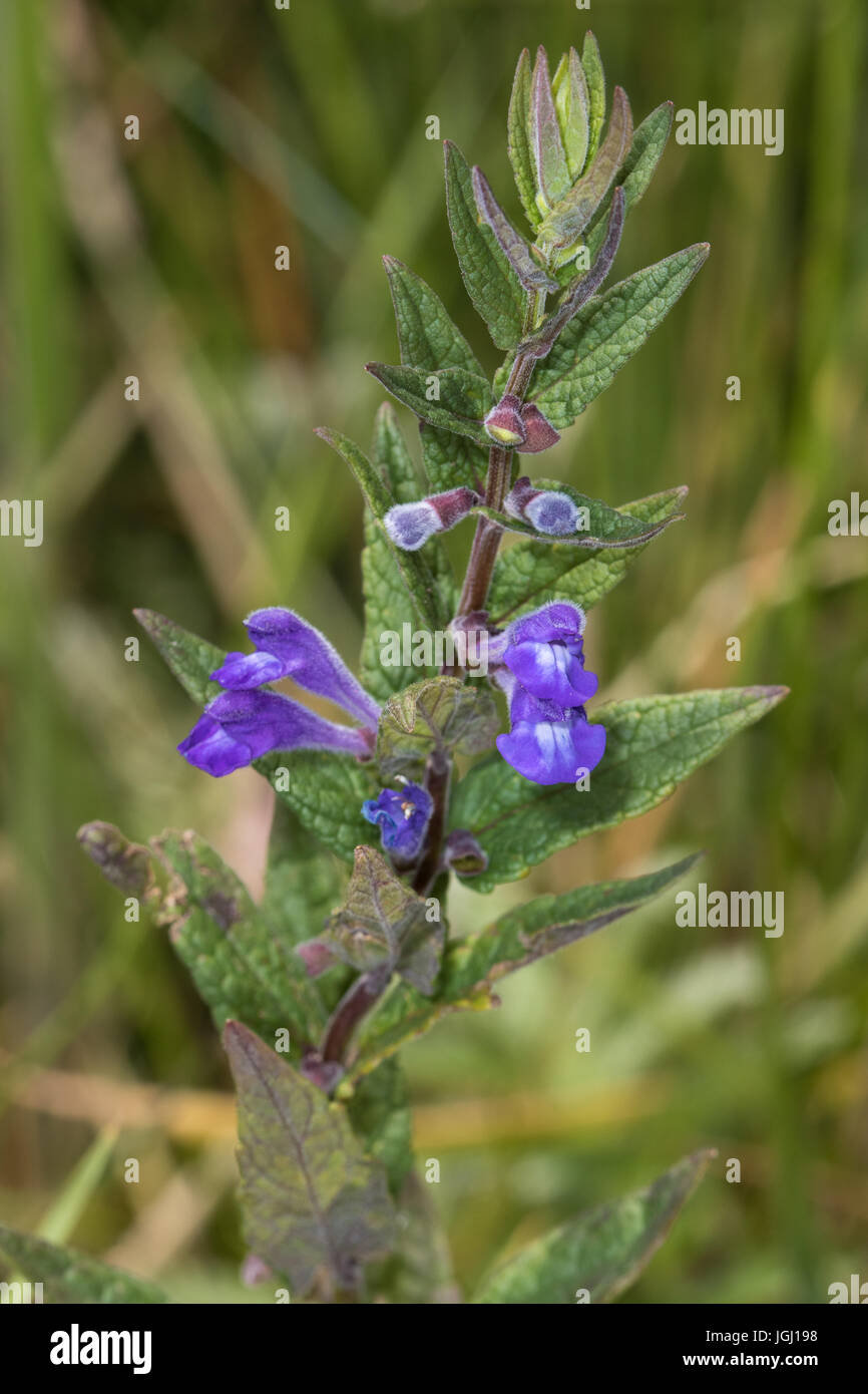 Skullcap (Scutellaria galericulata) flower Stock Photo - Alamy