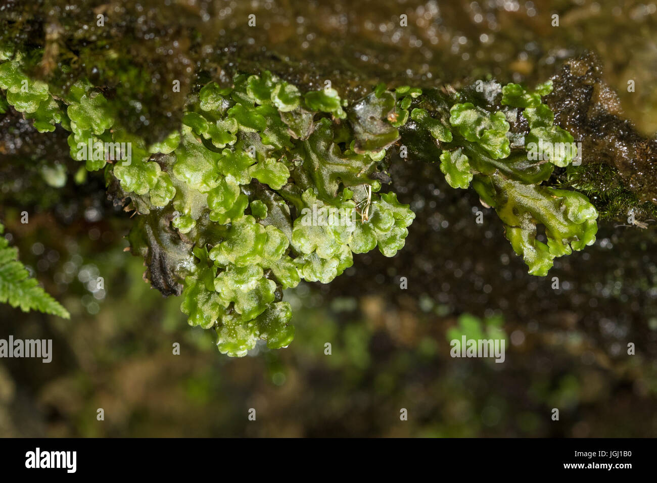 Bryophyte hi-res stock photography and images - Alamy