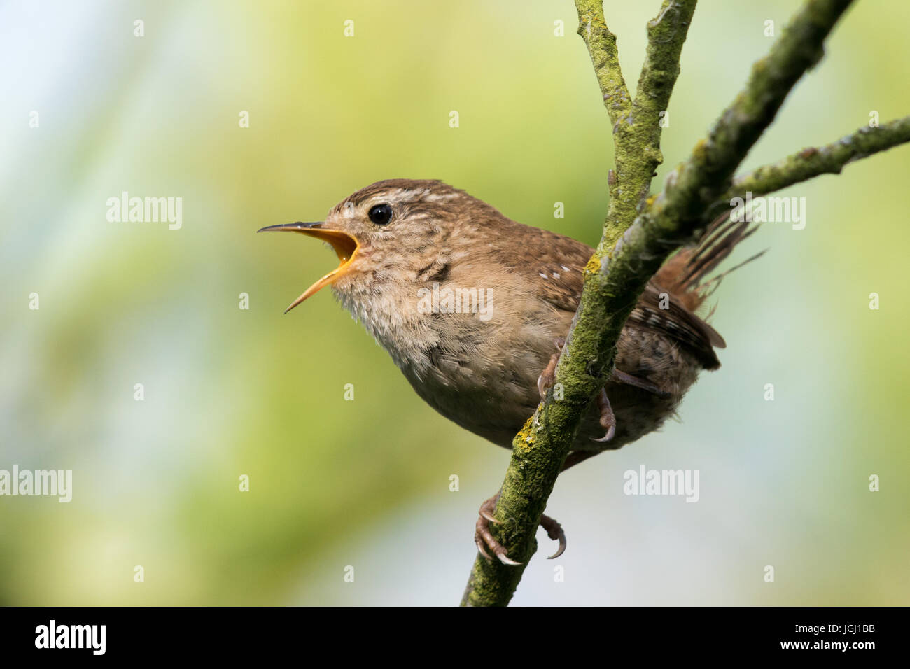 British wren hi-res stock photography and images - Alamy