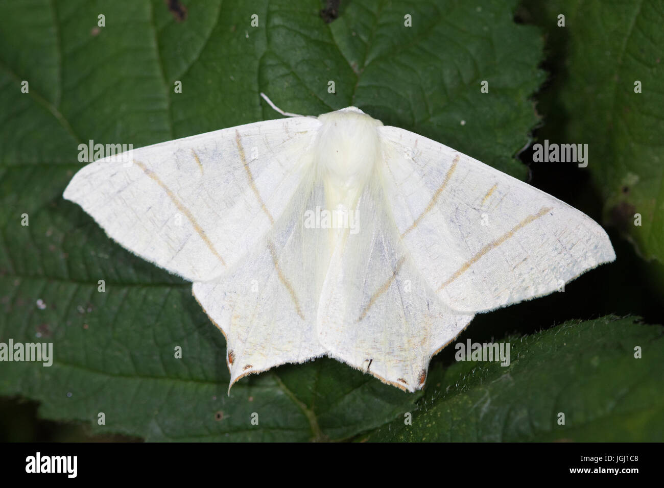 Swallow-tailed Moth (Ourapteryx sambucaria Stock Photo - Alamy