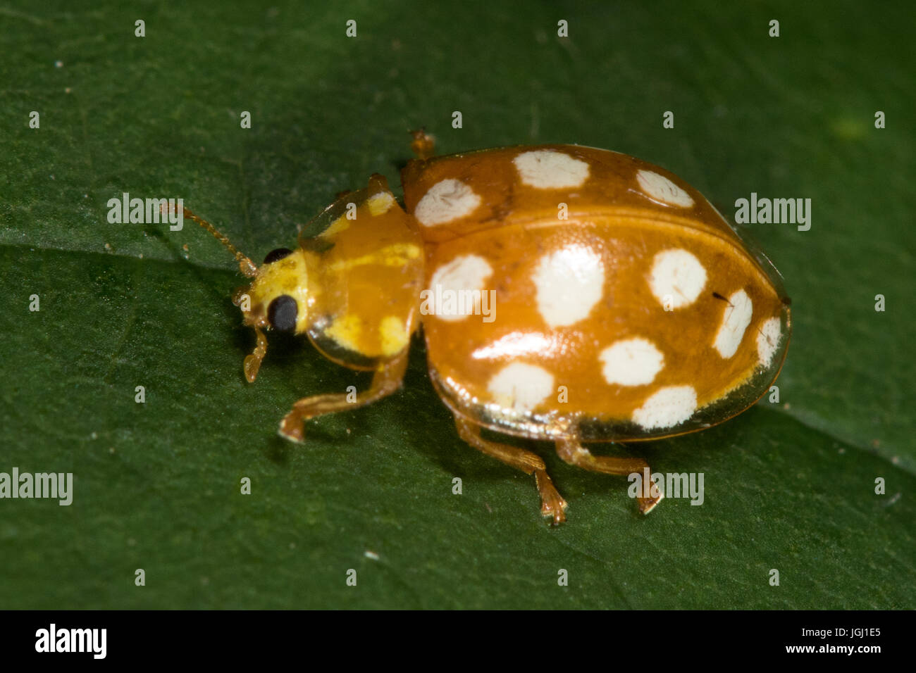 Ladybug british isles hi-res stock photography and images - Alamy