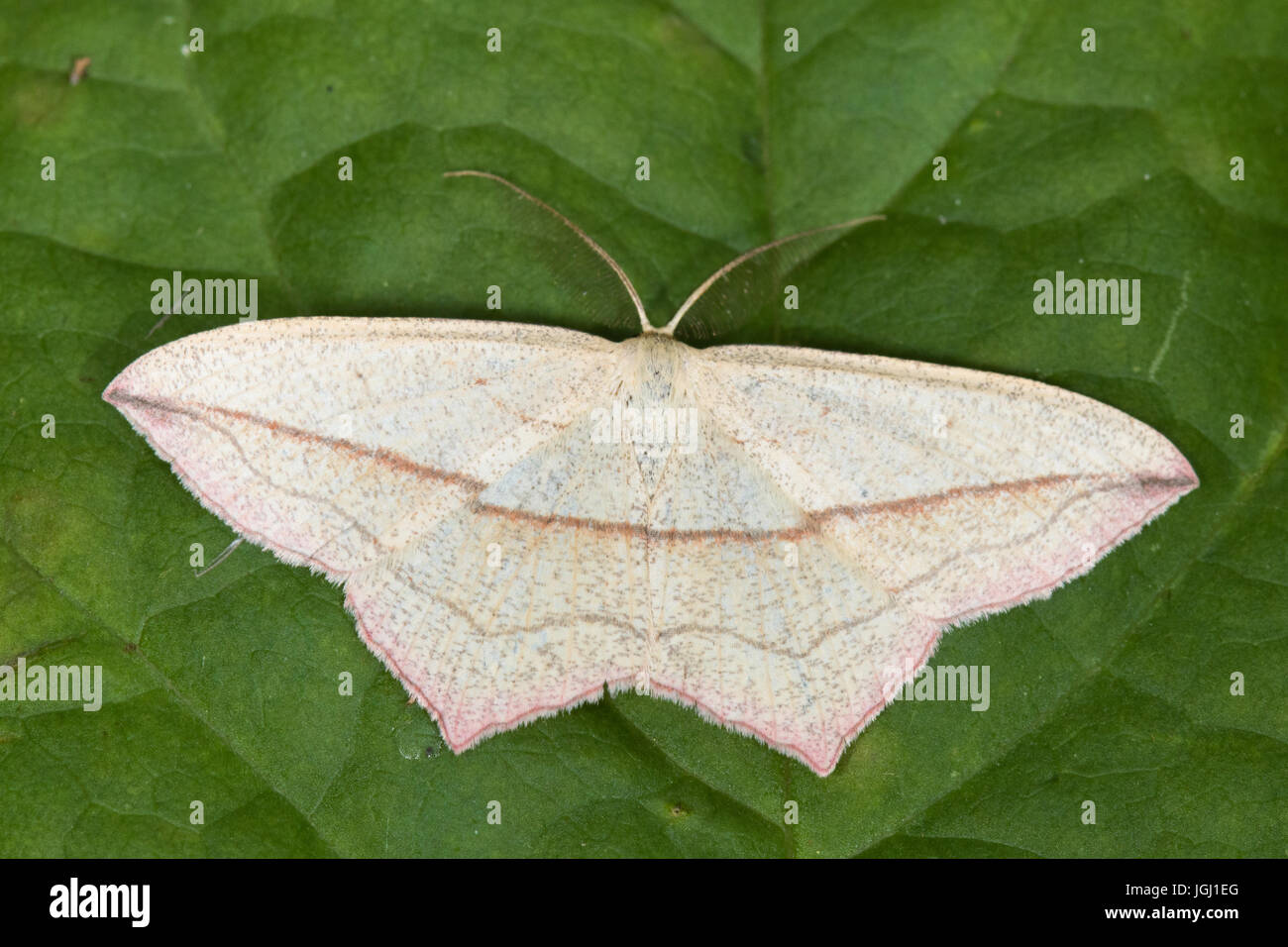 Blood Vein Moth Stock Photos & Blood Vein Moth Stock Images - Alamy