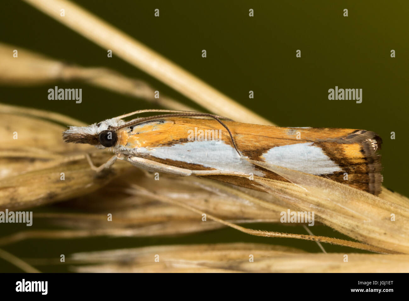 Pearl Grass-veneer (Catoptria pinella) moth Stock Photo - Alamy