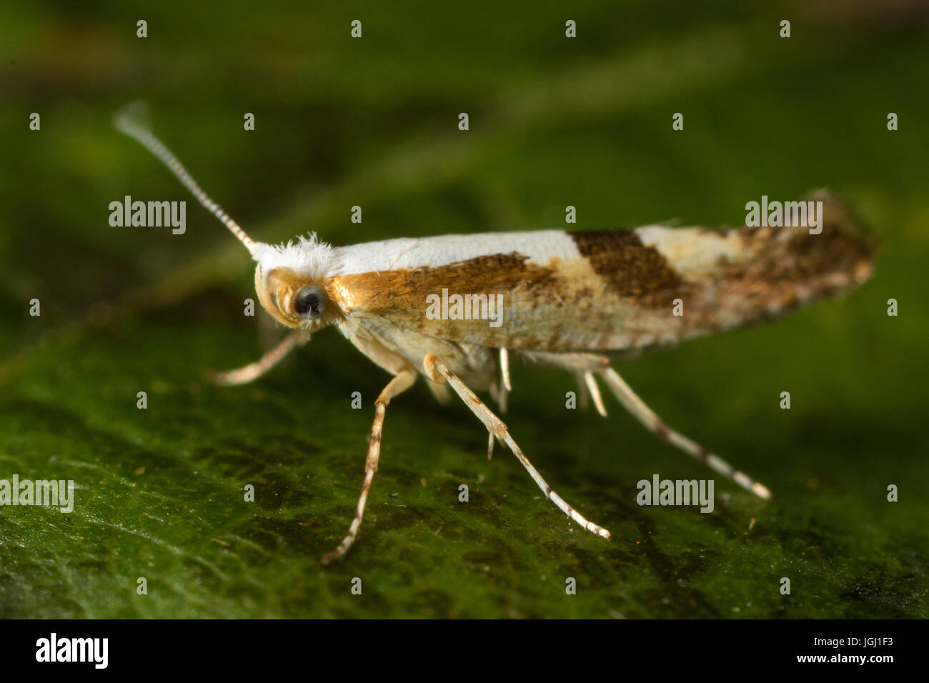 Cherry Fruit Moth (Argyresthia pruniella Stock Photo - Alamy