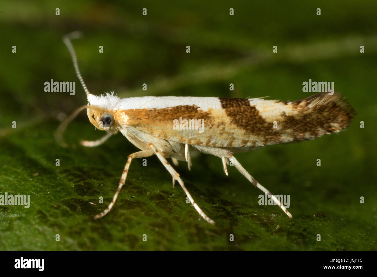 Cherry Fruit Moth (Argyresthia pruniella Stock Photo - Alamy