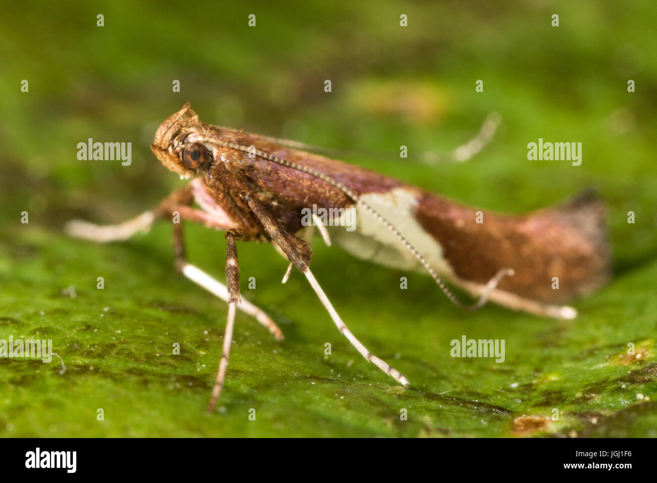Caloptilia stigmatella micromoth Stock Photo - Alamy