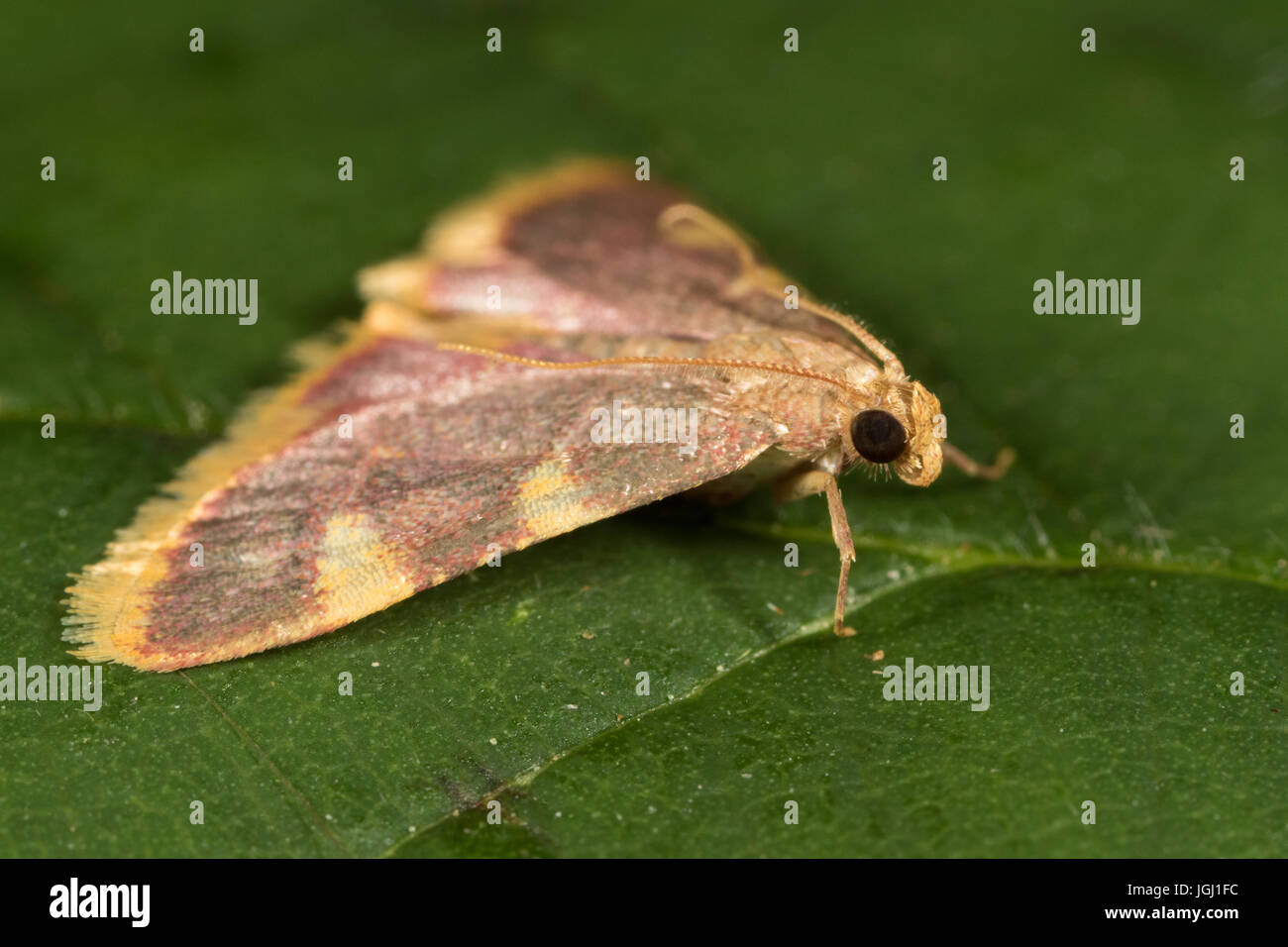 Gold Triangle (Hypsopygia costalis) moth Stock Photo - Alamy