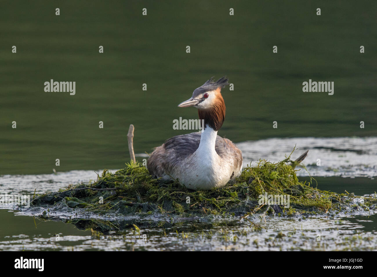 Great Crested Grebe (Podiceps cristatus) on its nest Stock Photo - Alamy