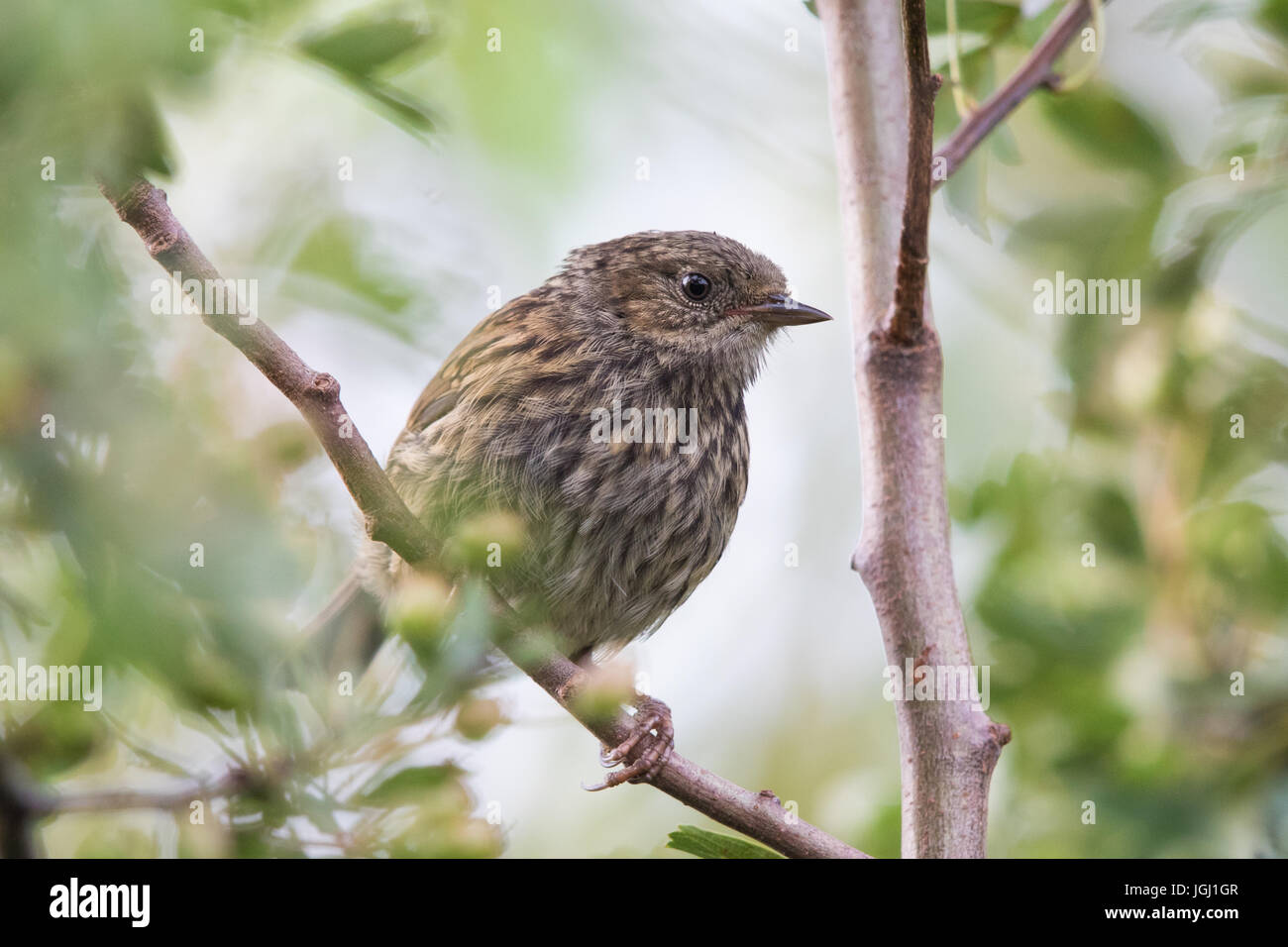 juvenile Dunnock (Prunella modularis Stock Photo - Alamy
