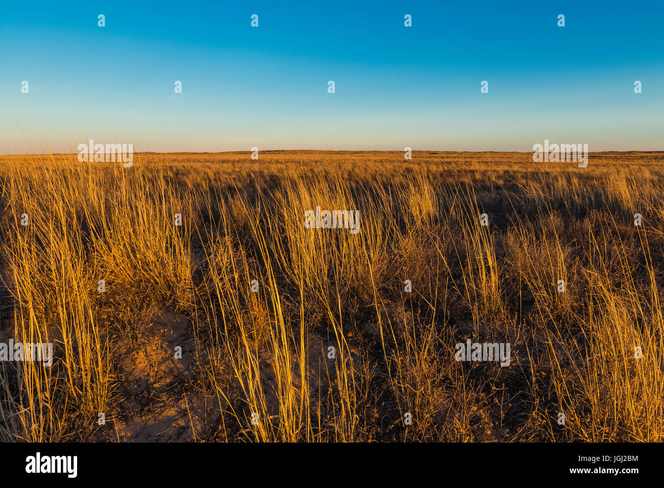 Shortgrass Stock Photos & Shortgrass Stock Images - Alamy