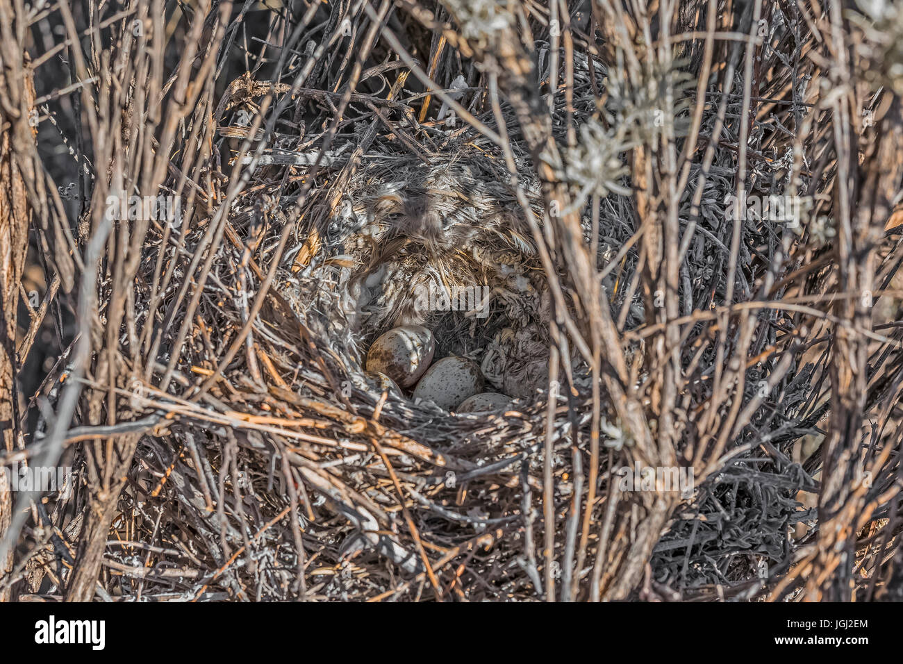 Loggerhead Shrike, Lanius ludovicianus, nest with eggs in a short shrub ...