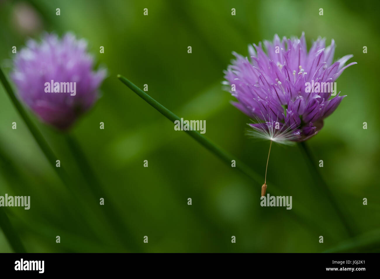 Purple chive blossom hi-res stock photography and images - Alamy