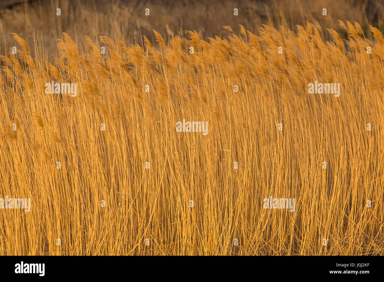 Reed Grass, Phragmites australis, blowing in the wind in Windmill State ...