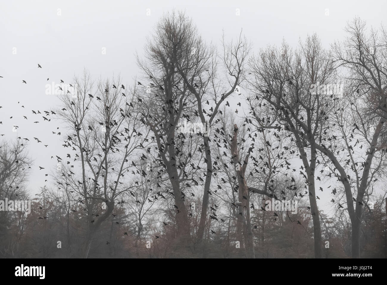 Red-winged Blackbird, Agelaius phoeniceus, flock in flight over ...