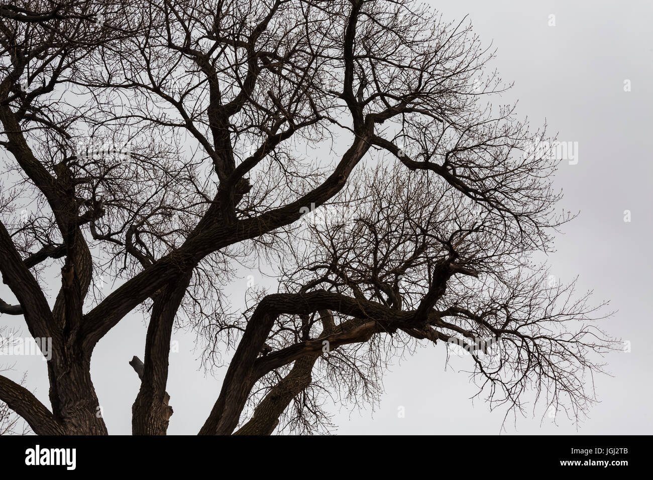 Eastern Cottonwood, Populus deltoides, branches in spring in the Platte ...