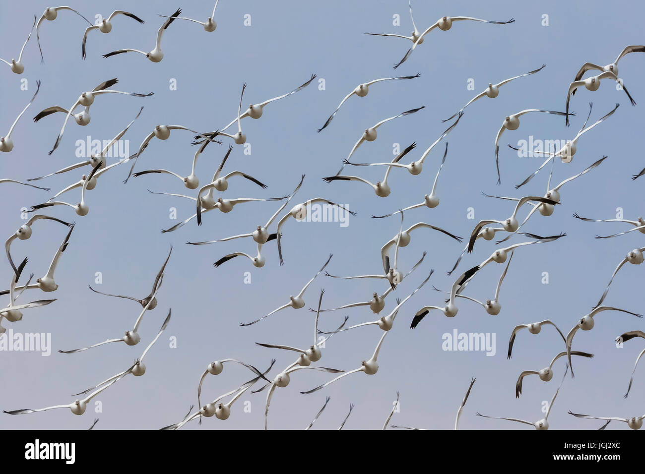Snow Goose, Chen caerulescens, flock in flight over the Platte River ...