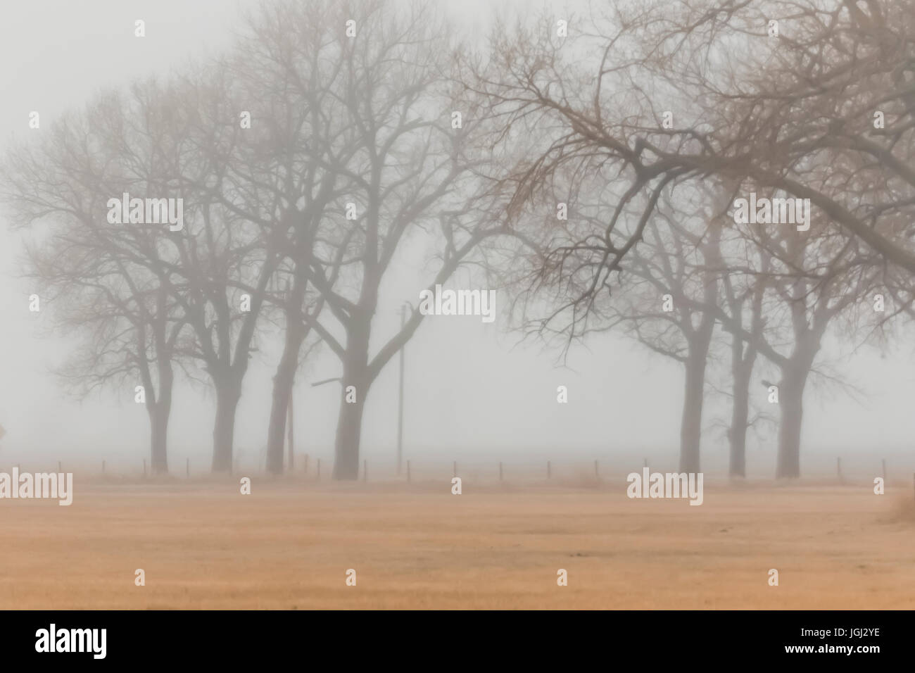 Eastern Cottonwood, Populus deltoides, trees in spring before leafing ...