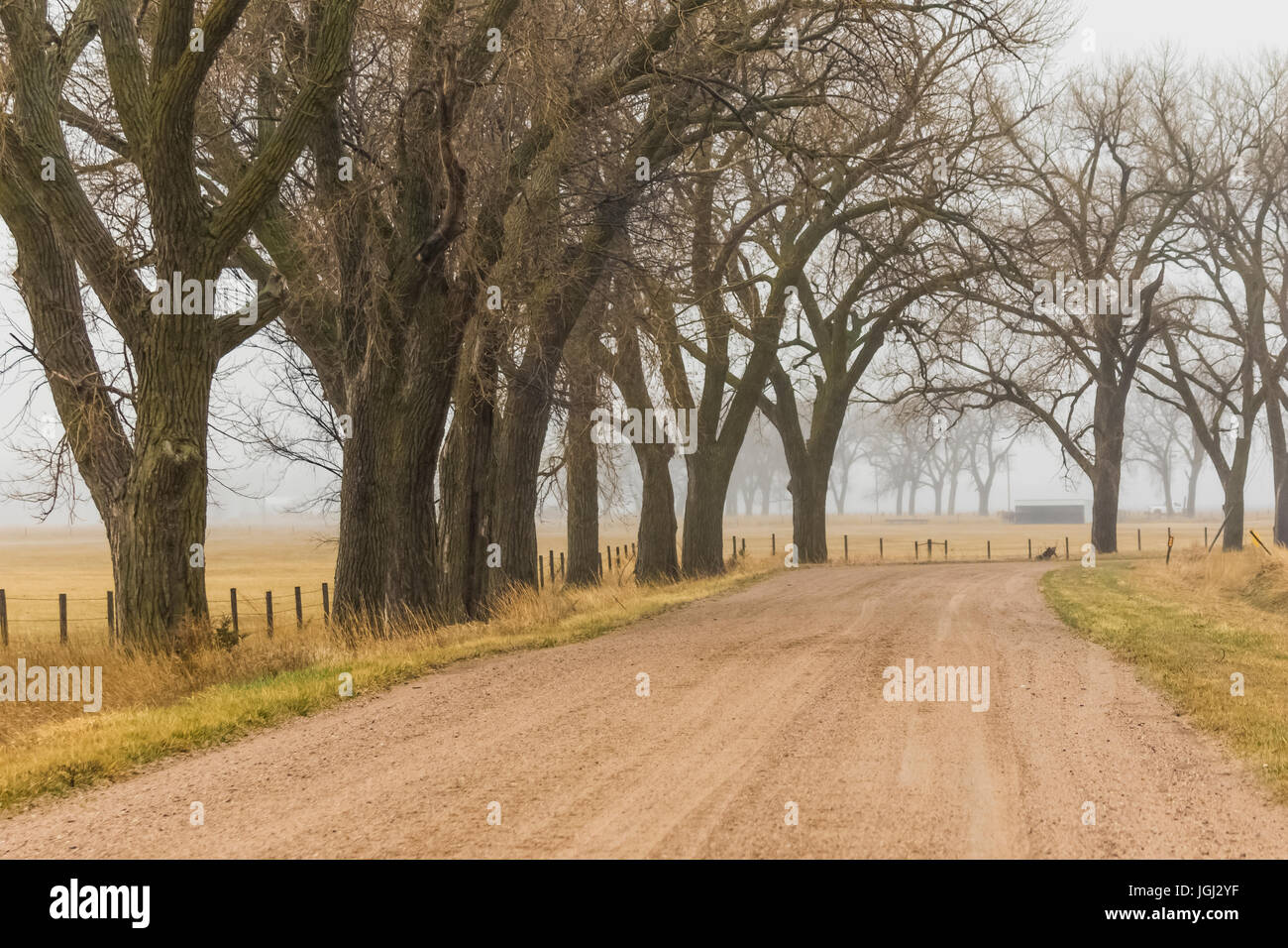 Eastern Cottonwood, Populus deltoides, trees in spring before leafing ...