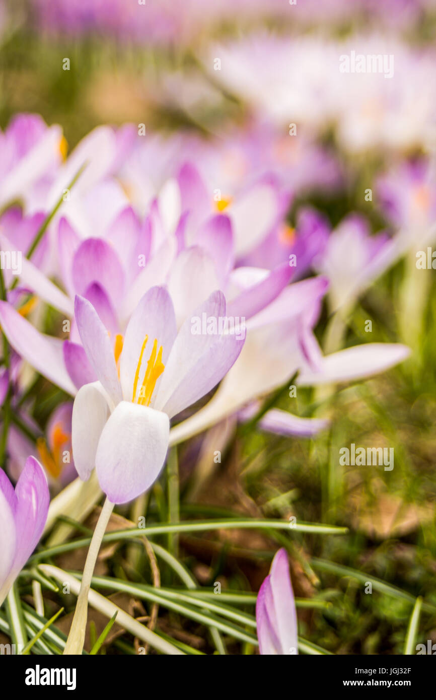Crocus (plural: crocuses or croci) is a genus of flowering plants in ...