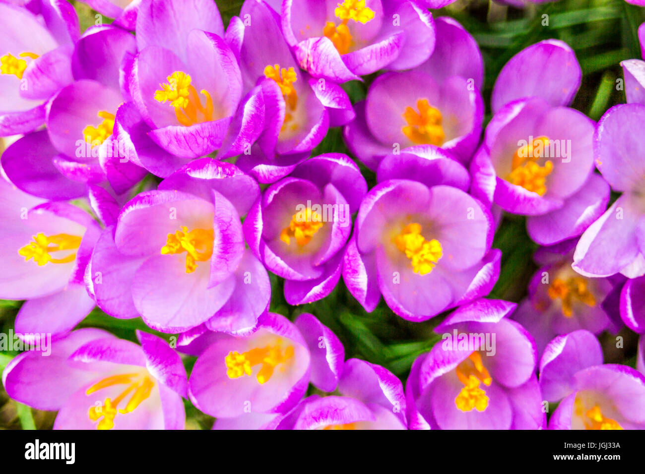 Crocus (plural: crocuses or croci) is a genus of flowering plants in ...
