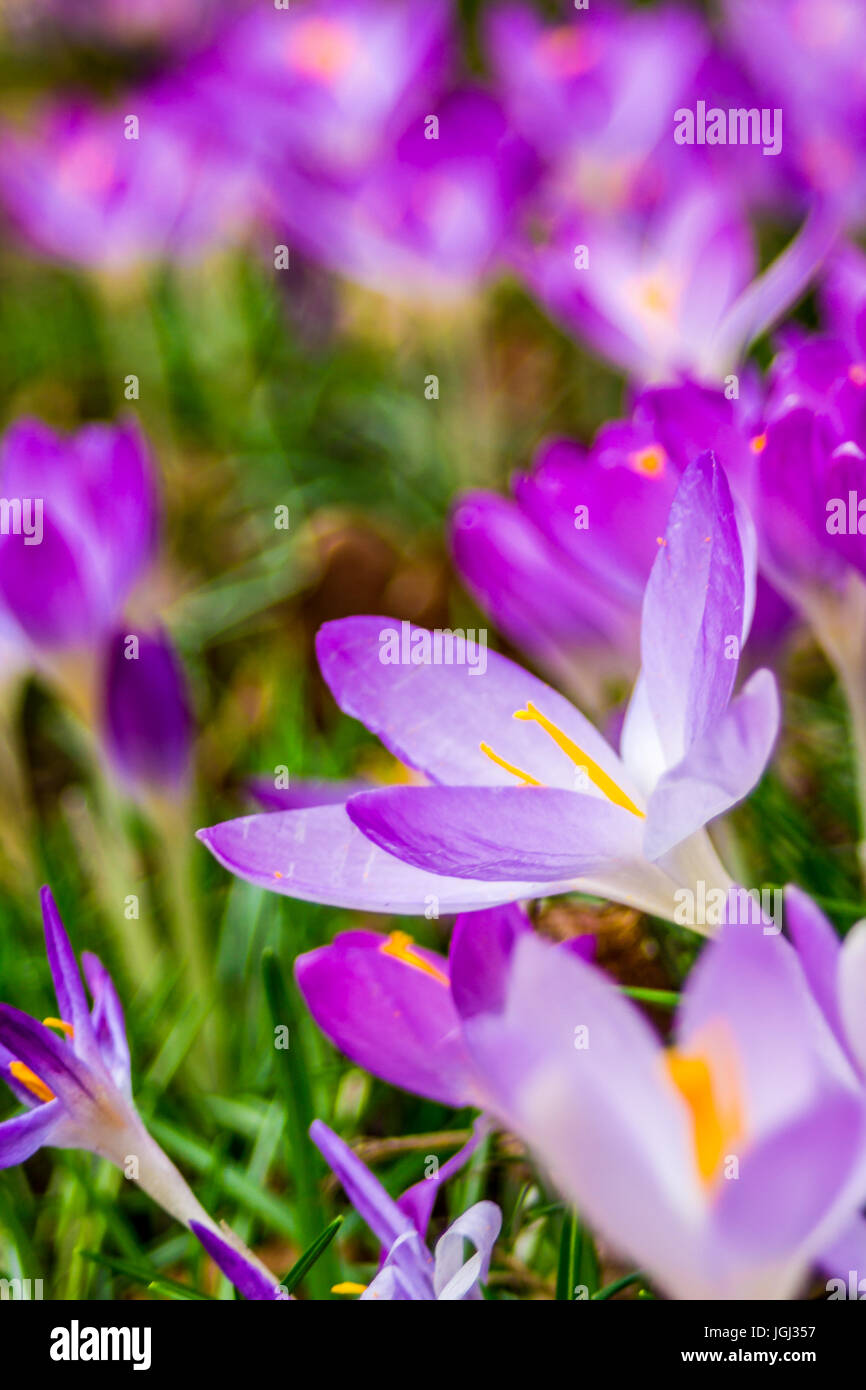 Crocus (plural: crocuses or croci) is a genus of flowering plants in ...
