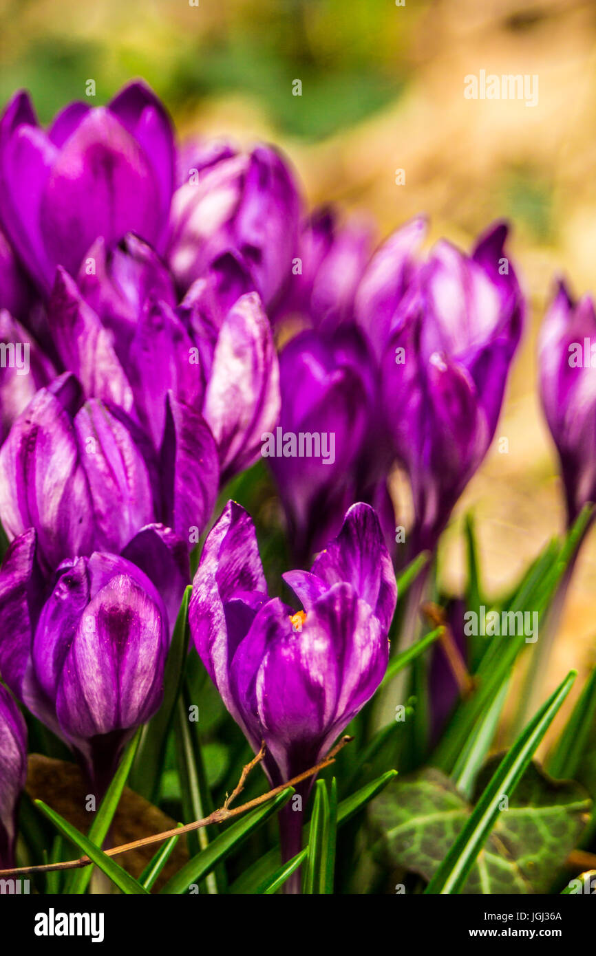 Crocus (plural: crocuses or croci) is a genus of flowering plants in ...