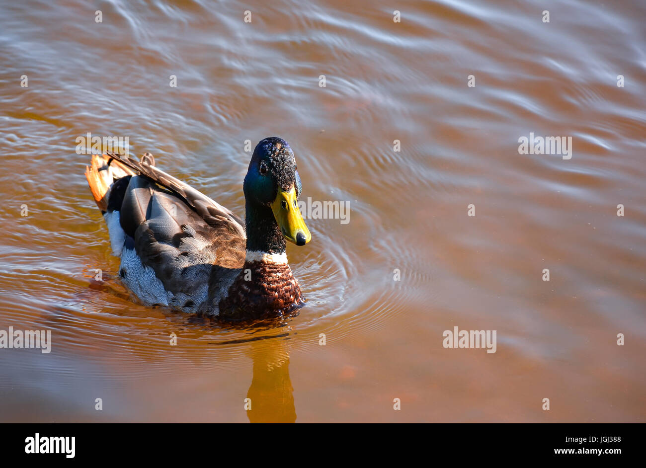 Ducks in the river, sailed for food Stock Photo - Alamy