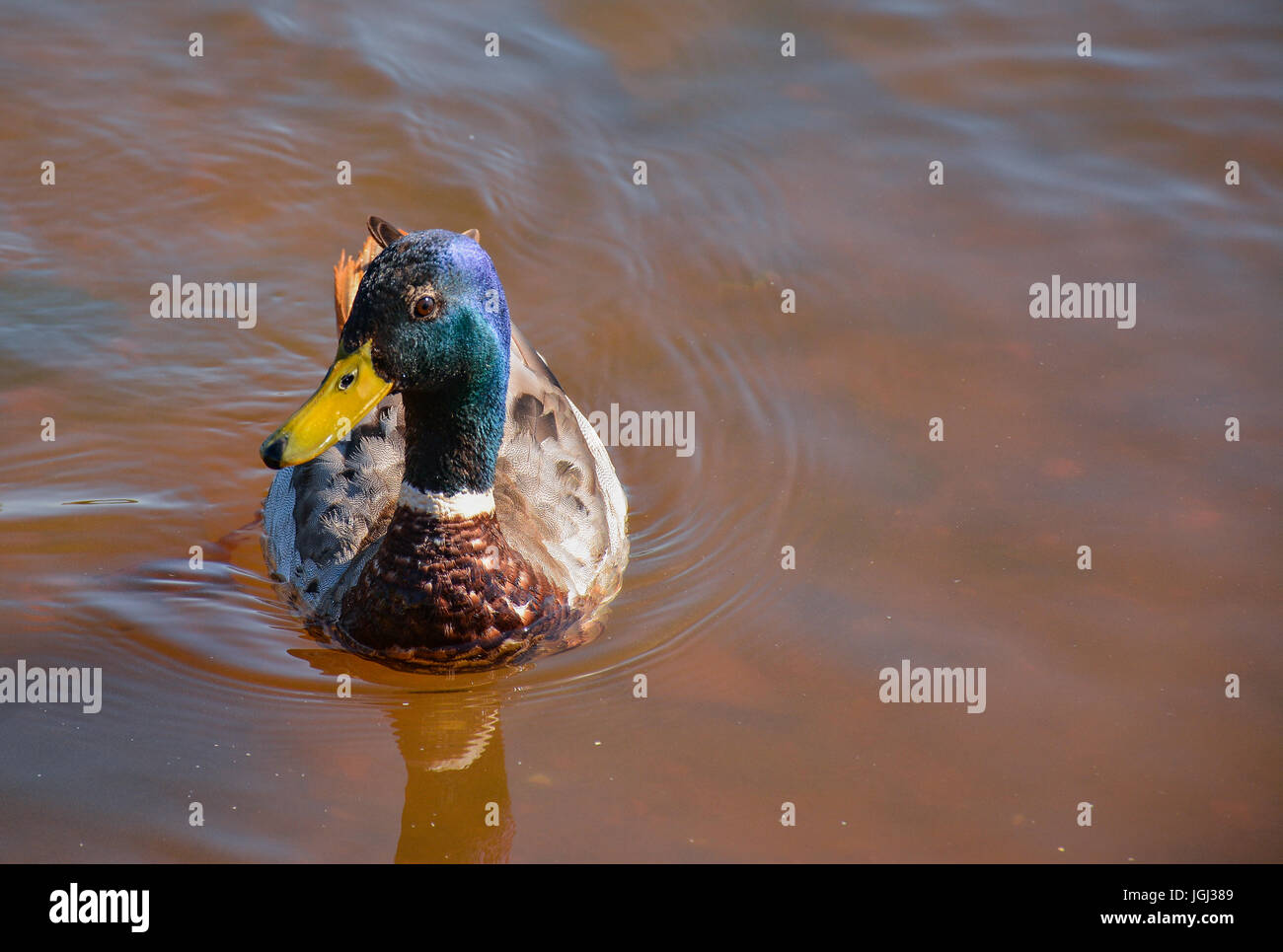 Ducks in the river, sailed for food Stock Photo - Alamy
