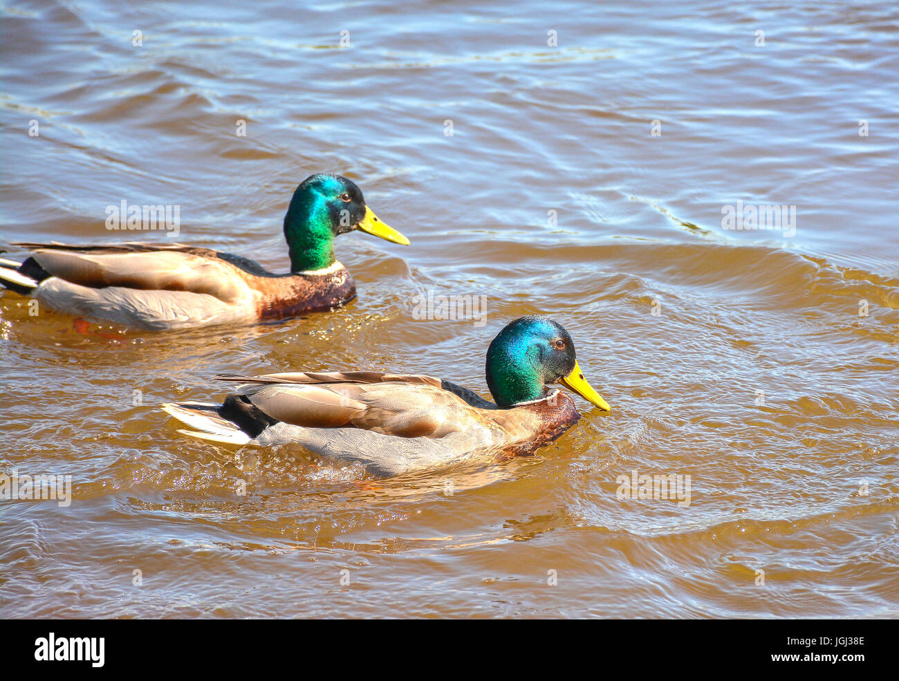 Ducks in the river, sailed for food Stock Photo - Alamy