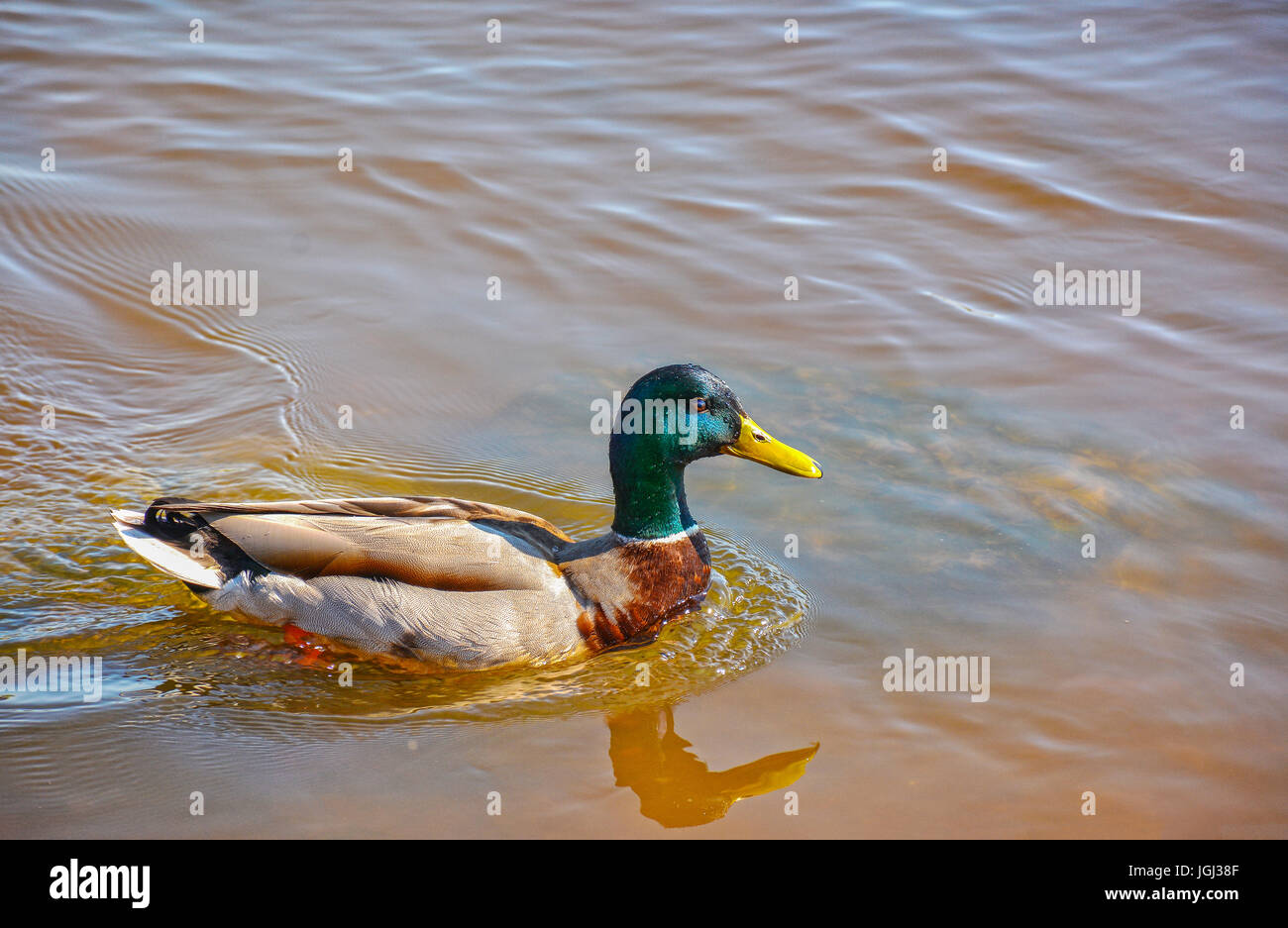 Ducks in the river, sailed for food Stock Photo - Alamy