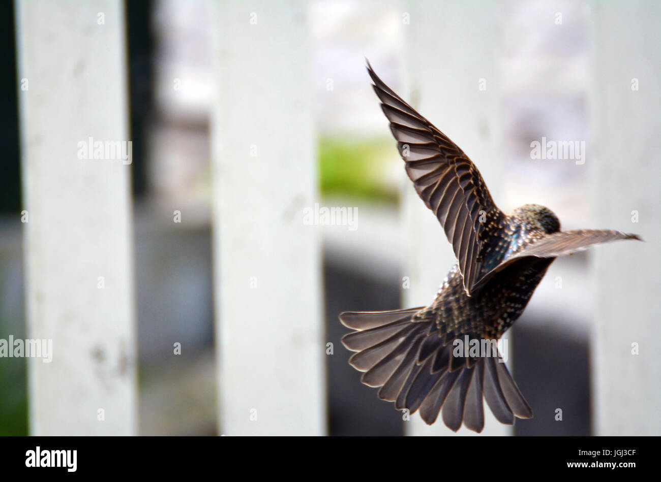 Young european starlings in hi-res stock photography and images - Alamy