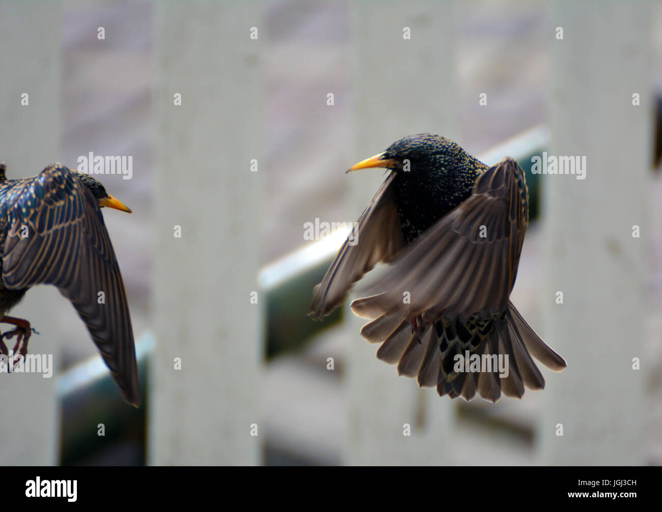 Starling in air hi-res stock photography and images - Alamy