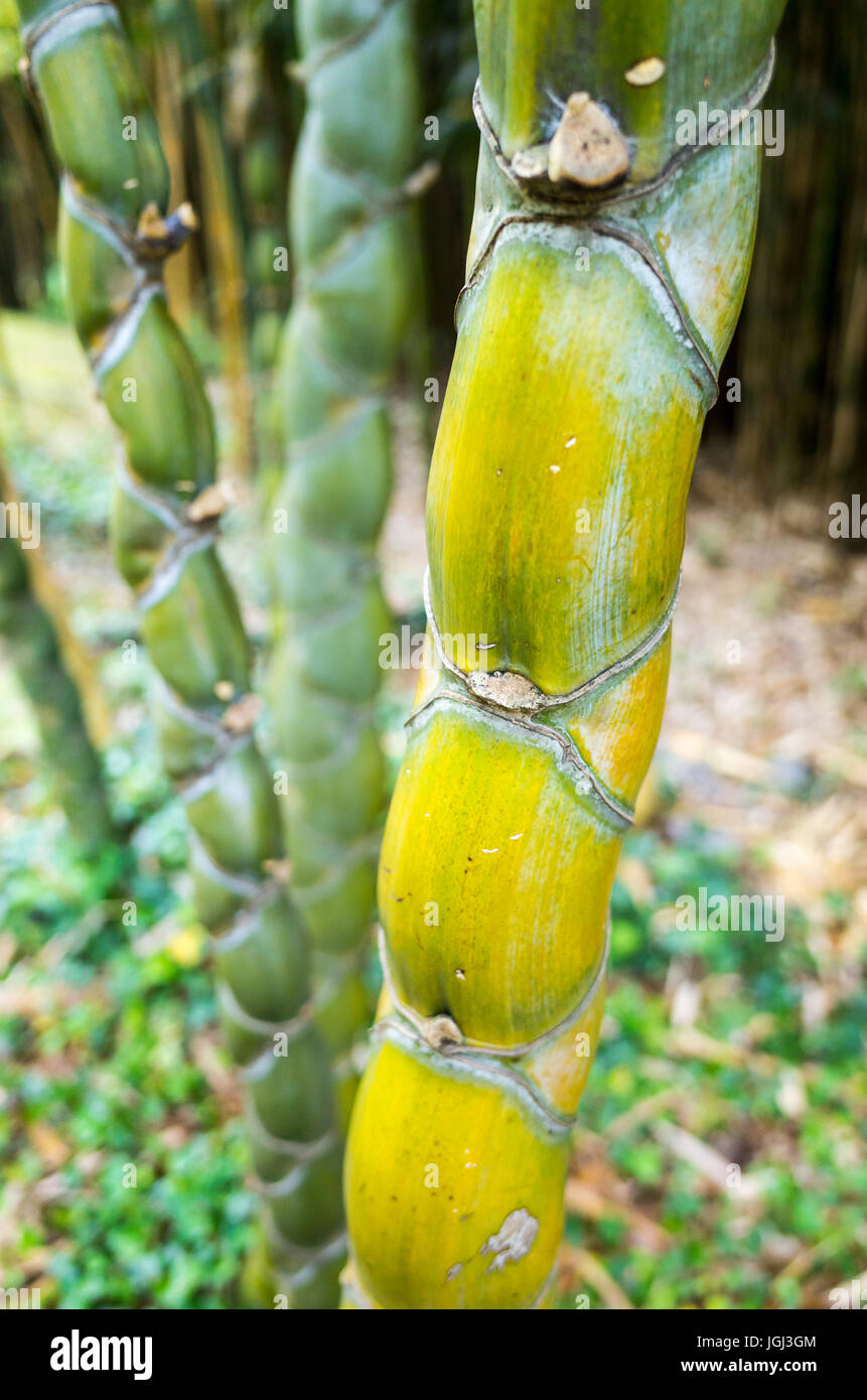Close-up view of the stem of a Tortoise Shell Bamboo, also called ...