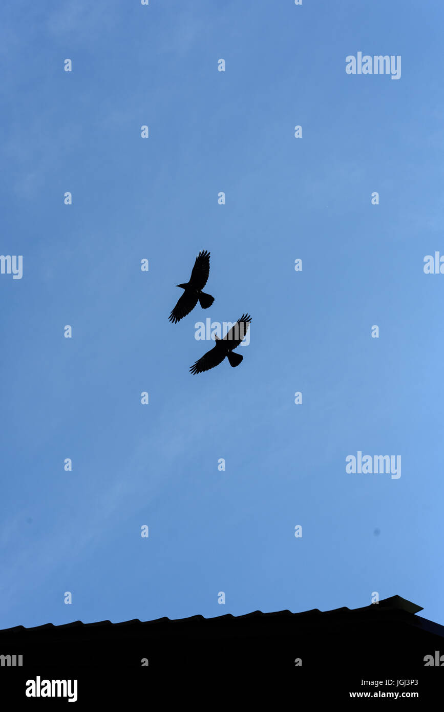 Two black crows flying in a blue sky with no clouds and copy space area ...