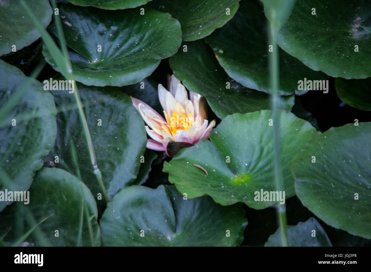 Dali, China, Yunnan, Kunming, landscape and life Stock Photo - Alamy