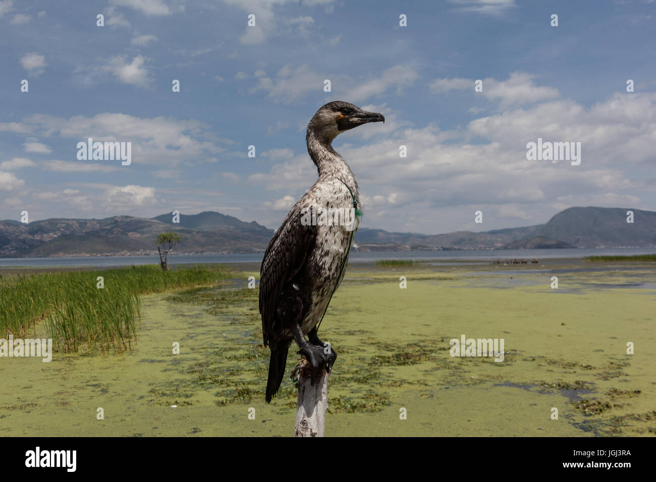 Dali, China, Yunnan, Kunming, landscape and life Stock Photo - Alamy